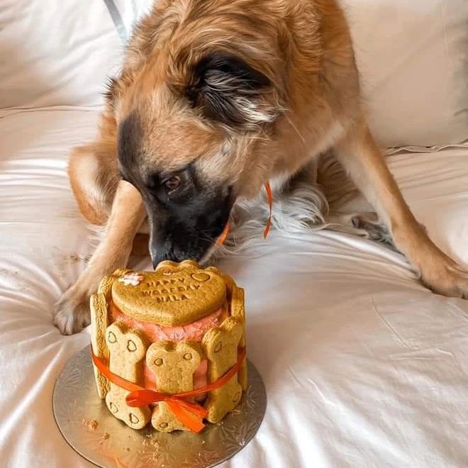 Bones All Around – Mimi and Munch SA